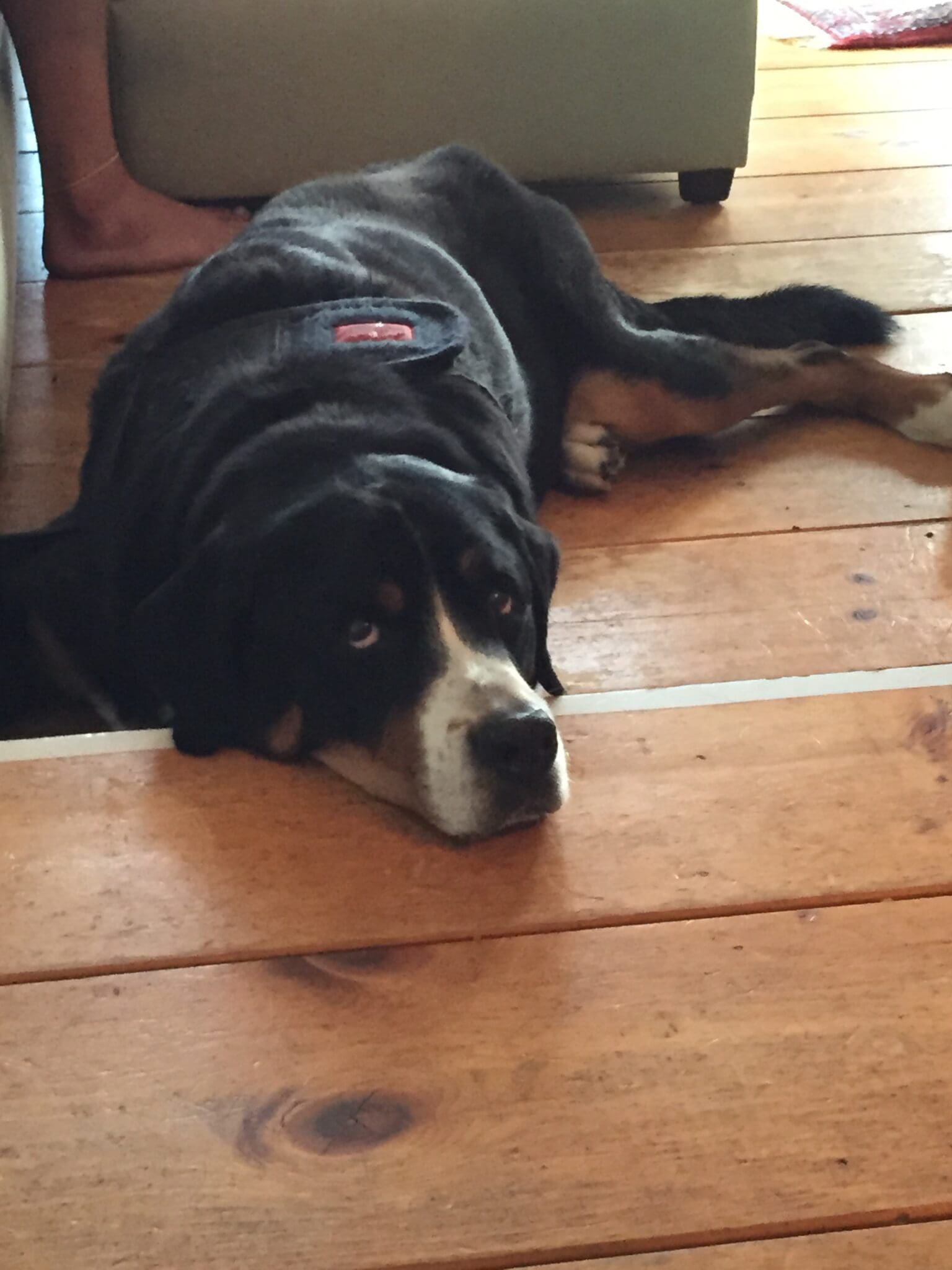 Version 2 – Dear Goddamned Dog